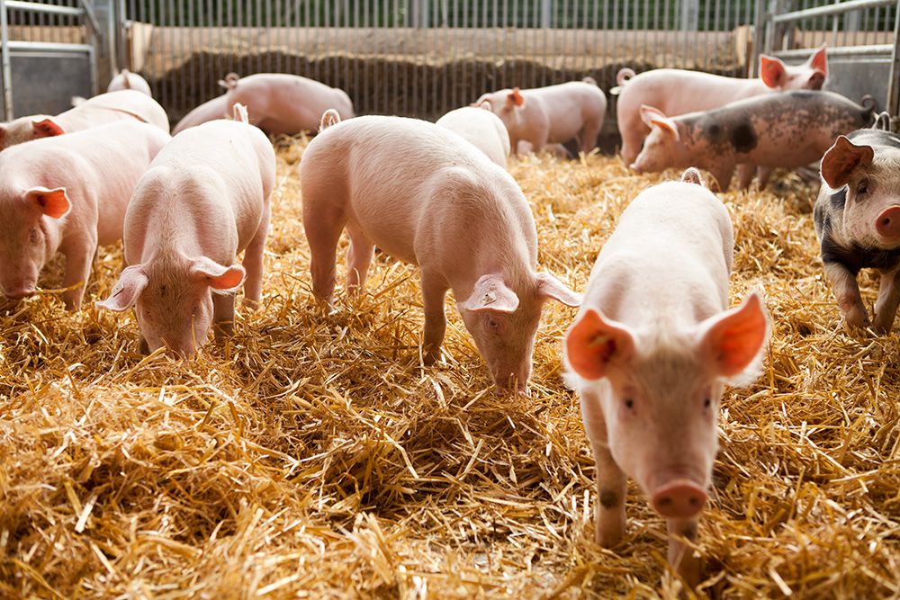 Schweinefleisch - Biohof Wiehenglück